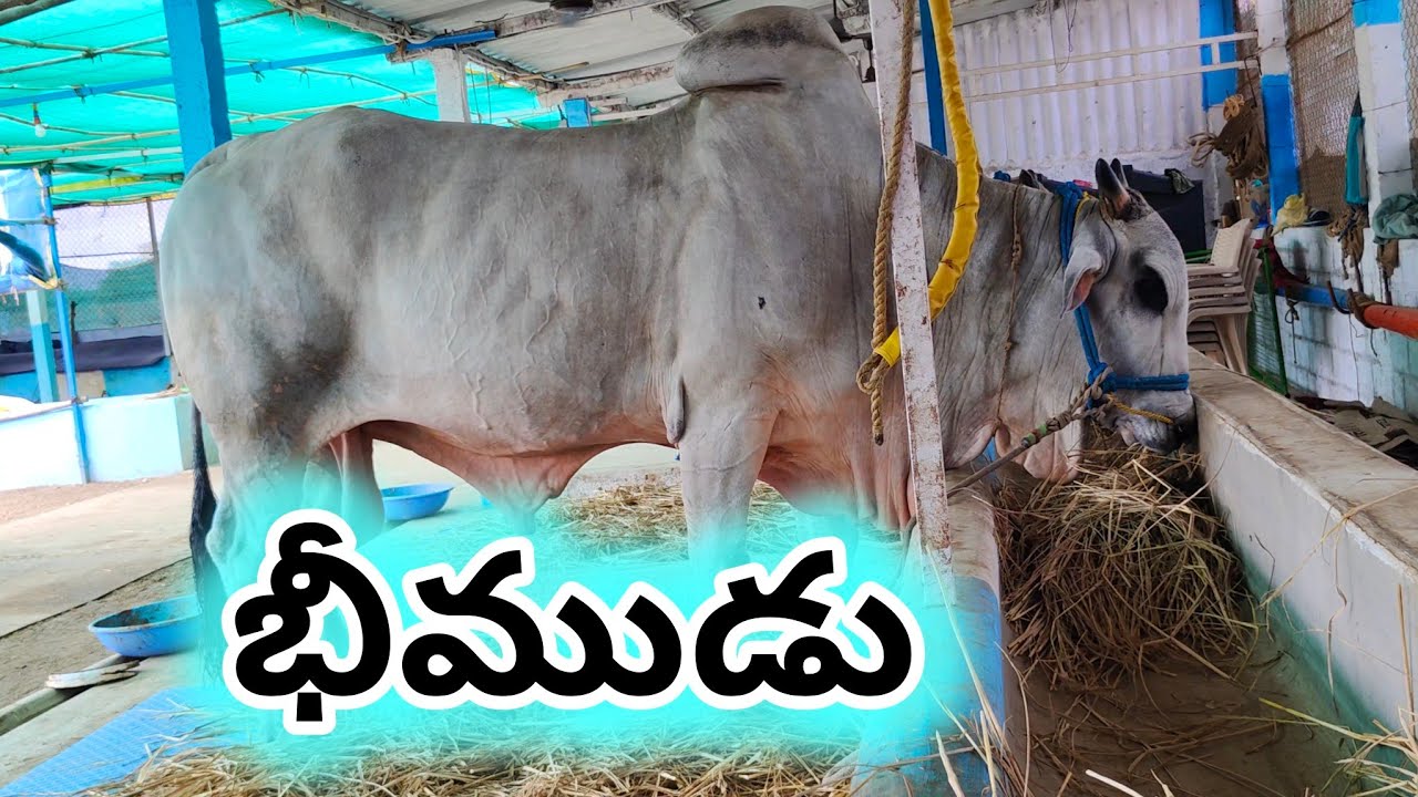 TSR infra developer Srinivasarao gari Bheemudu - YouTube