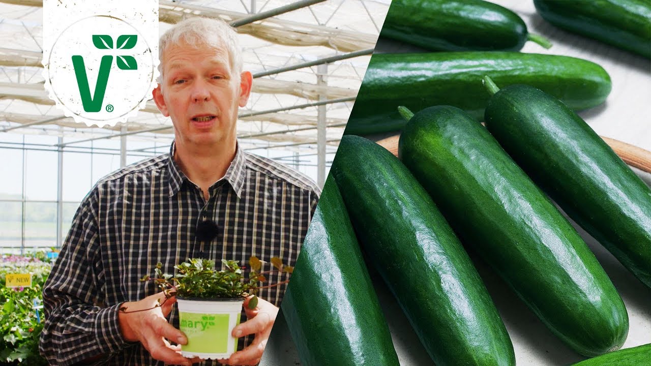 Muss man Gurken hochbinden? (Aufleiten/Hochbinden von Gemüsepflanzen ...