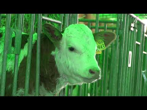 Simmental Calf