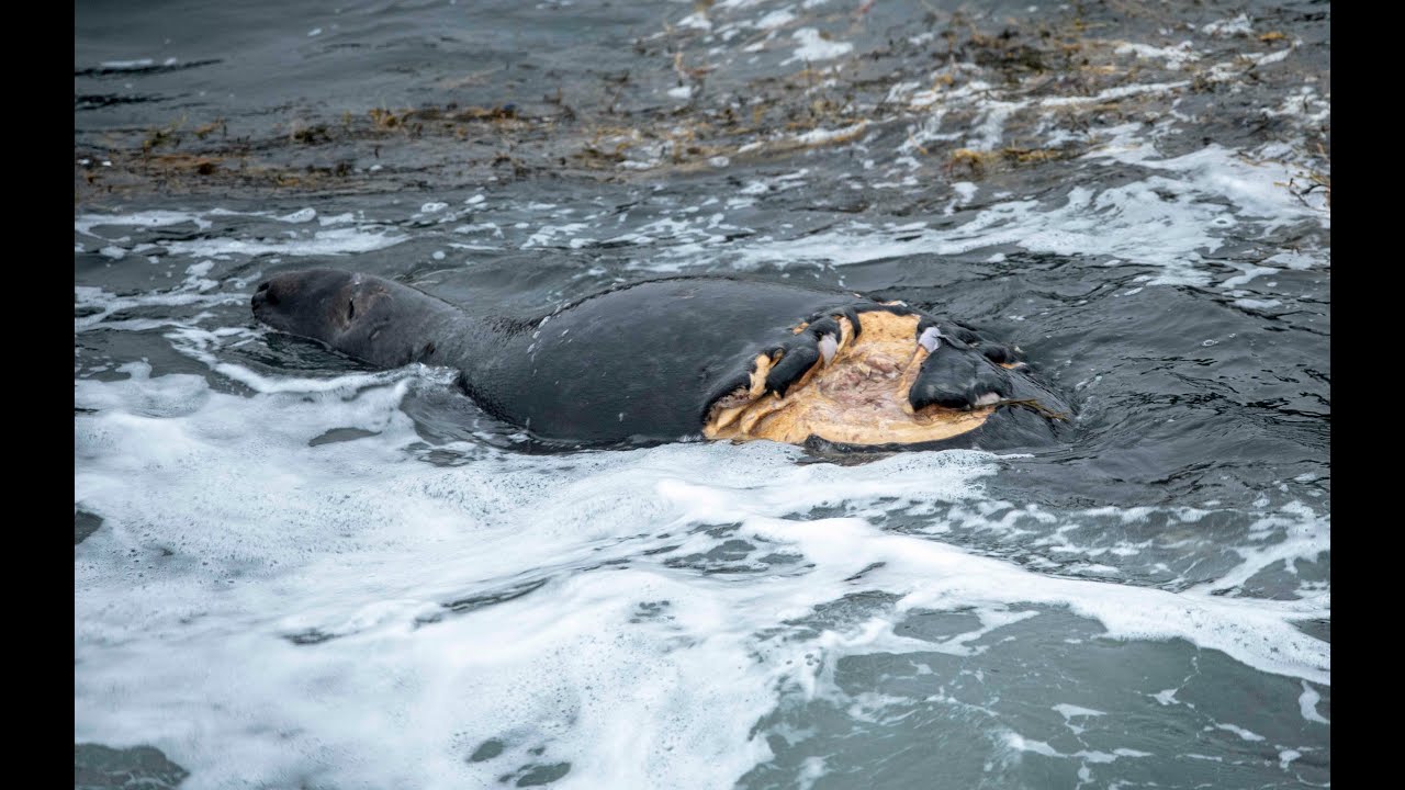 Grey Seal Killed by Great White Shark, Brier Island, Nova Scotia ...