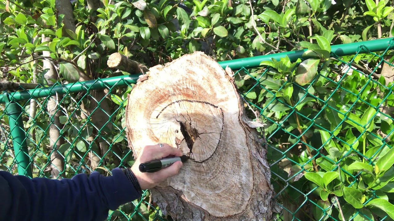 Drawing Eyes on Trees - YouTube