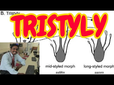 TRISTYLY TAMIL EXPLANATION | HETEROSTYLY | CONTRIVANCES OF CROSS ...