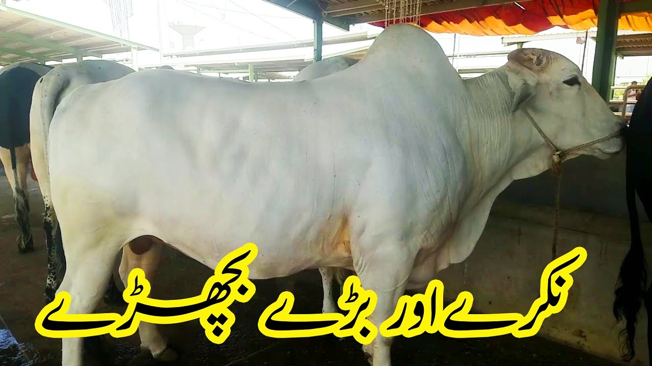 QURBANI 2021 || SIBI BHAGNARI COW IN FAISALABAD COW MANDI || GIANT BULL ...
