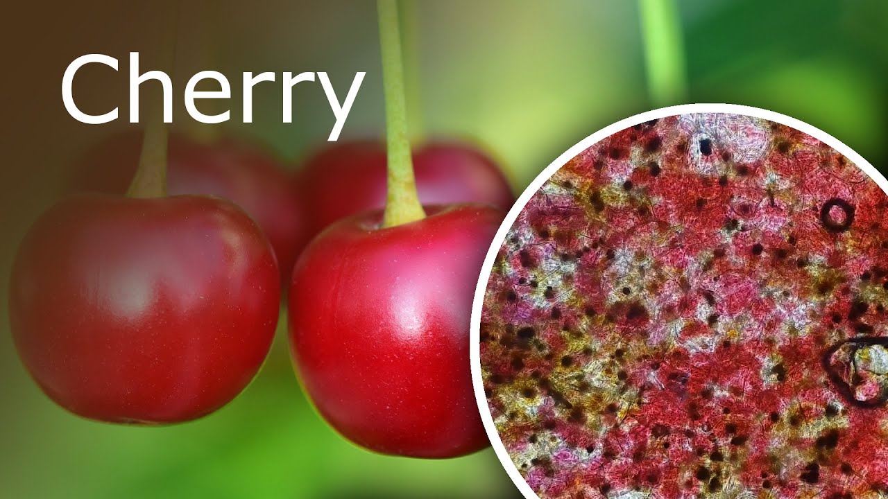 Cherry (Prunus avium) Under a Microscope: Pulp And Skin - YouTube