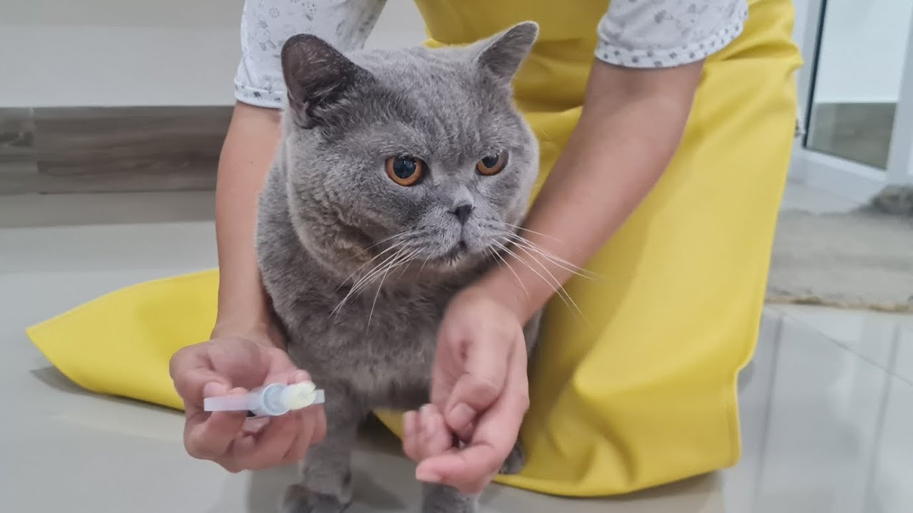 How to Feed a cat medicine tablets (including slow motion view) - YouTube