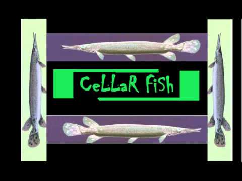 Cellar Fish - Spineless Piggy - YouTube