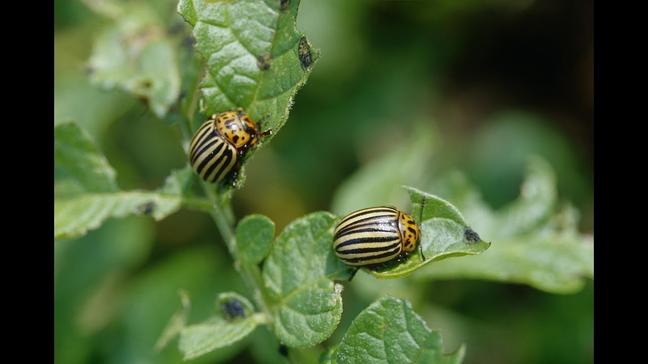 Insect Consciousness and Sacred Gardening - YouTube