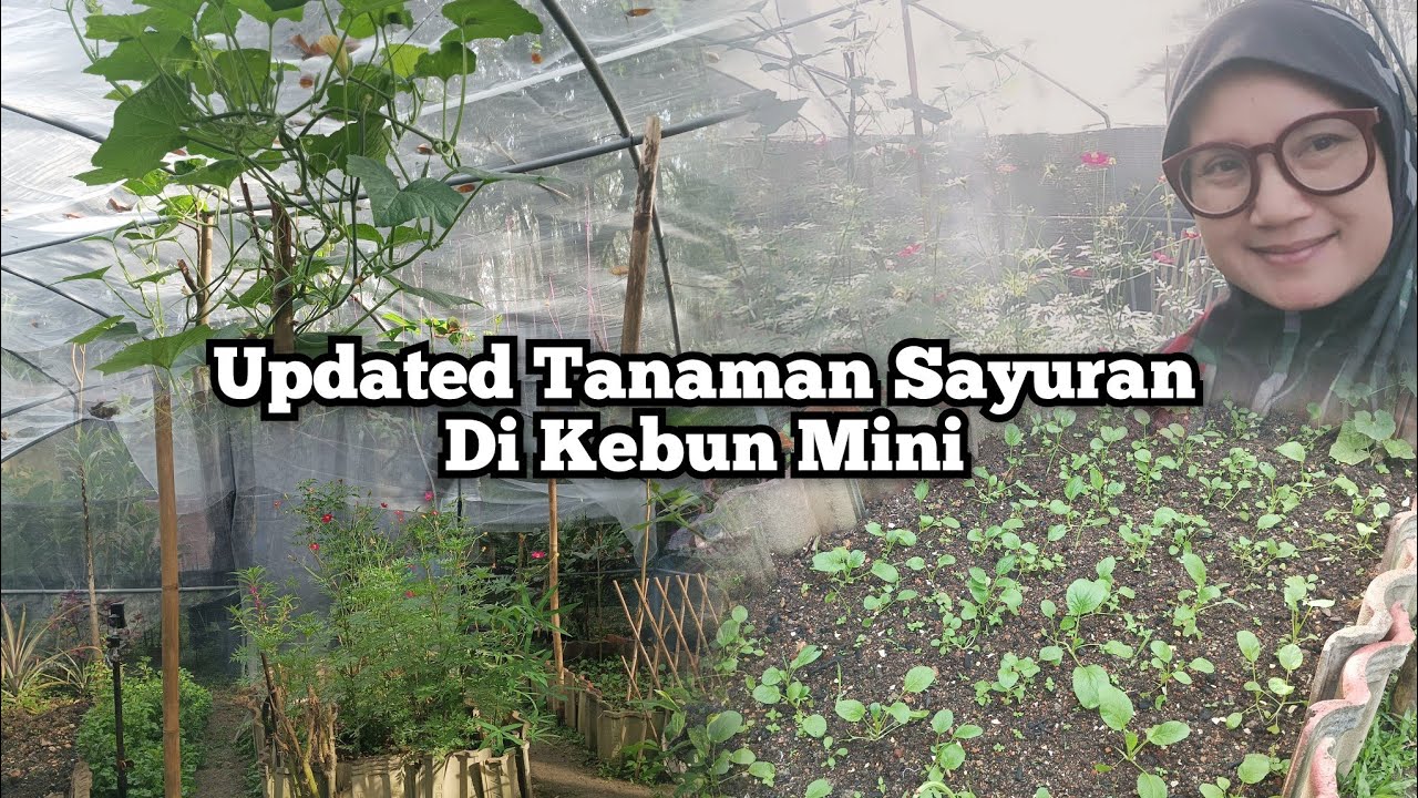 Updated Tanaman Sayuran Di Mini Garden/ Green House Tepi Rumah ...