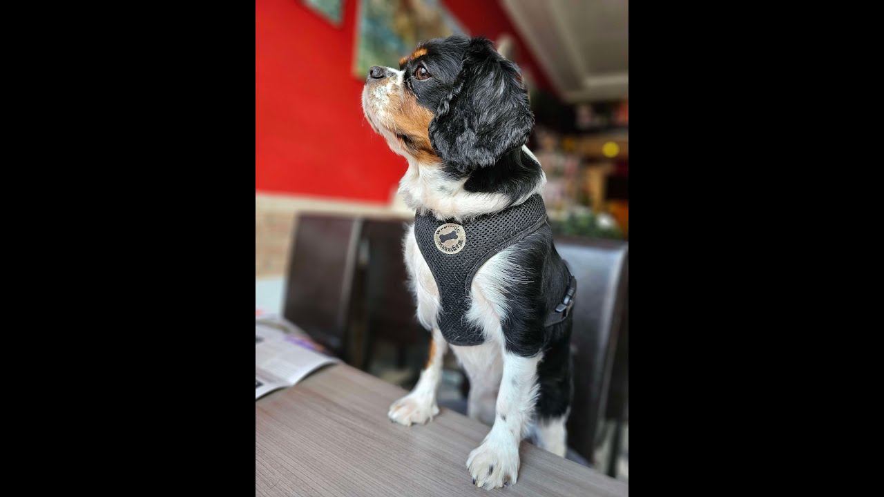 The unexpected joy of playing with the dog in the store - YouTube