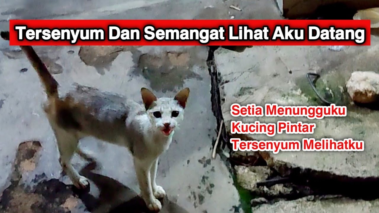Si Kucing Cantik Yang Selalu Setia Menunggu ku Datang - YouTube