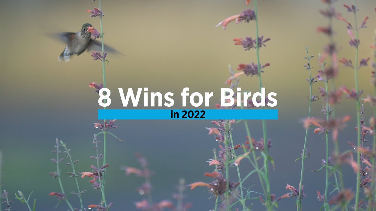 8 Wins for Birds in 2022 - YouTube