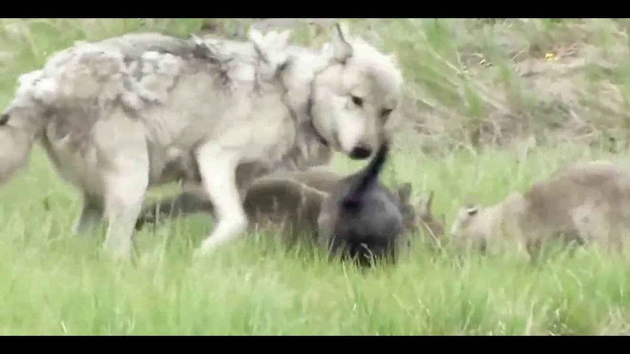 National geographic The Most Extreme Predators - YouTube