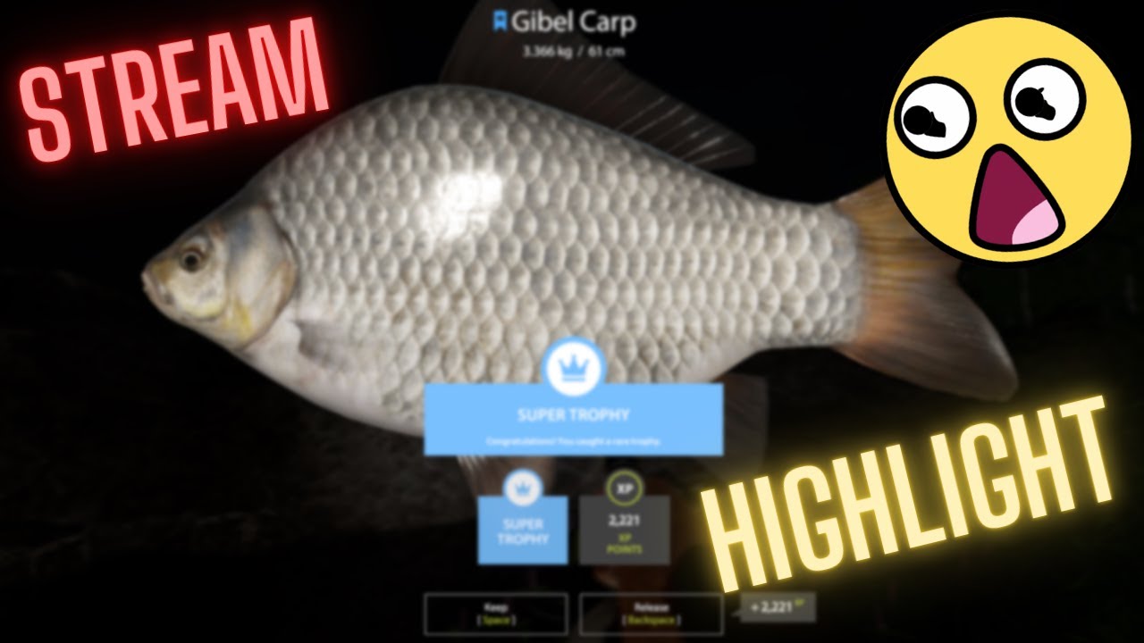 SUPER TROPHY GIBEL CARP IN LADOGA LAKE! STREAM HIGHLIGHT! #362 Russian ...