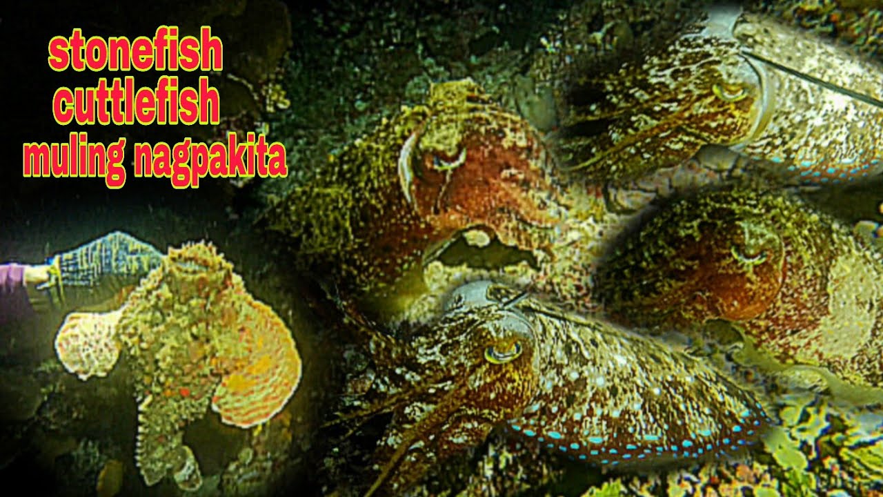 ep287.stonefish at mga cuttlefish muling nagpakita.night spearfishing ...