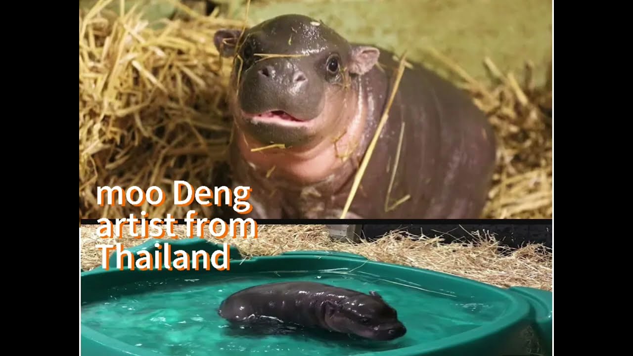 moo Deng viral‼️,moo Deng baby cute,moo Deng from Thailand,Moo Deng ...