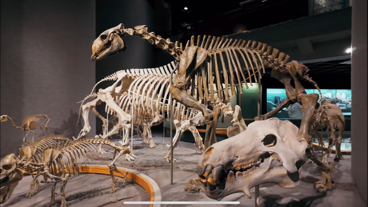 🦖 🦕 Denver Museum of Nature & Science | Walking Tour | Dinosaur ...