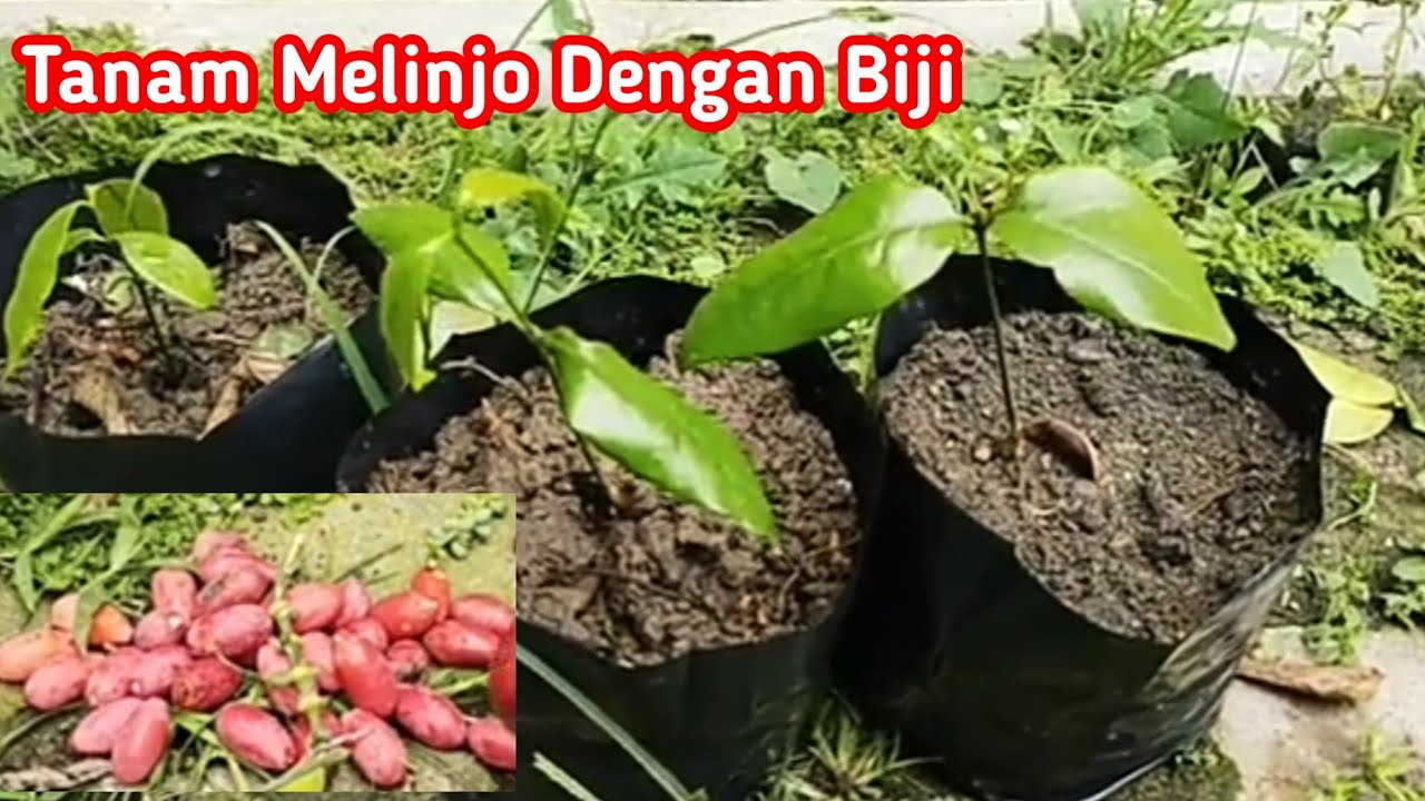 Cara Tanam Melinjo dengan Biji Agar Cepat Tumbuh dan Tidak Gagal - YouTube