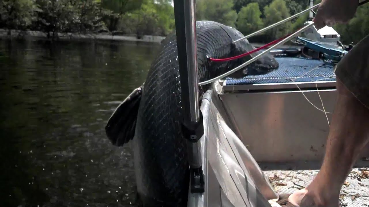 7 Foot Alligator Gar Bowfishing - YouTube