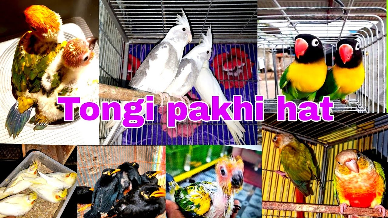 ময়না পাখি ৫০০০টিয়া পাখি১৫০০,বক২০০,বালি হাঁস৫০০,ডাহুক৩০০ || Tongi ...