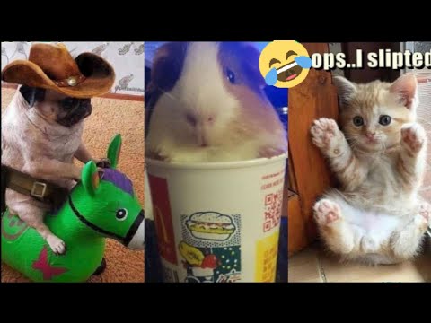 America's Funniest Home Videos Animal Edition Part #06 || Funniest Cats ...