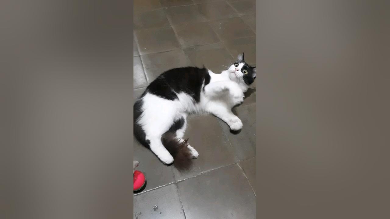 Jenny bermain #shorts #shortvideo #catsyoutube #cats #kucing #kucinglovers #catslovers #kitten ...