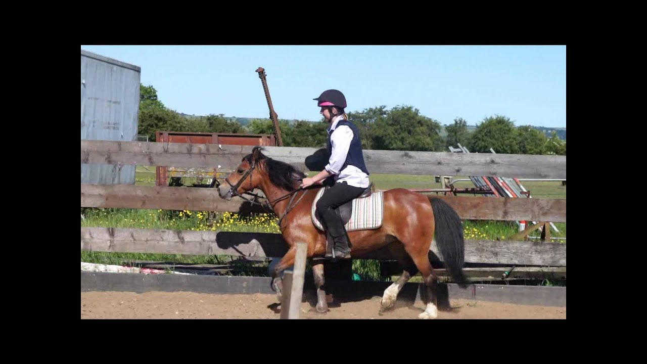 12hh-12.1hh Lead Rein First pony. - YouTube
