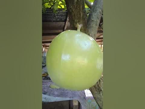 kakaibang bilog na prutas - YouTube