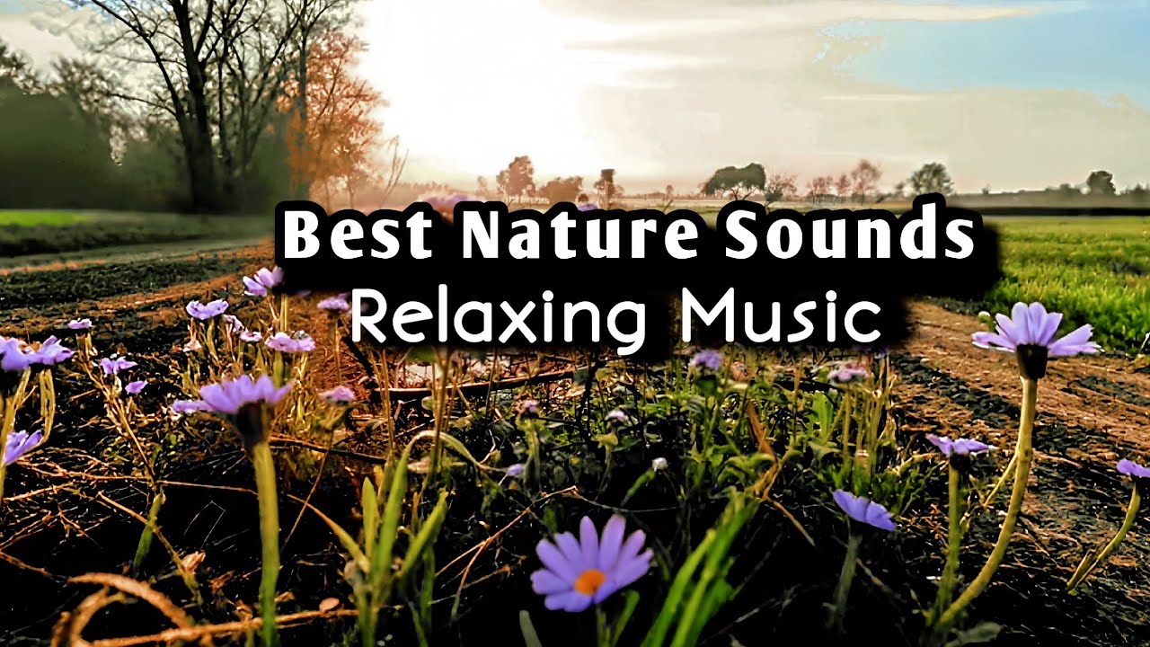 Best Nature Sounds Relaxing Music - YouTube