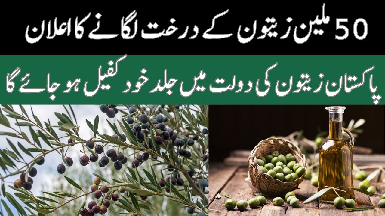 Punjab Govt Plans to Grow 50m Olive Trees Pakistan will soon become ...