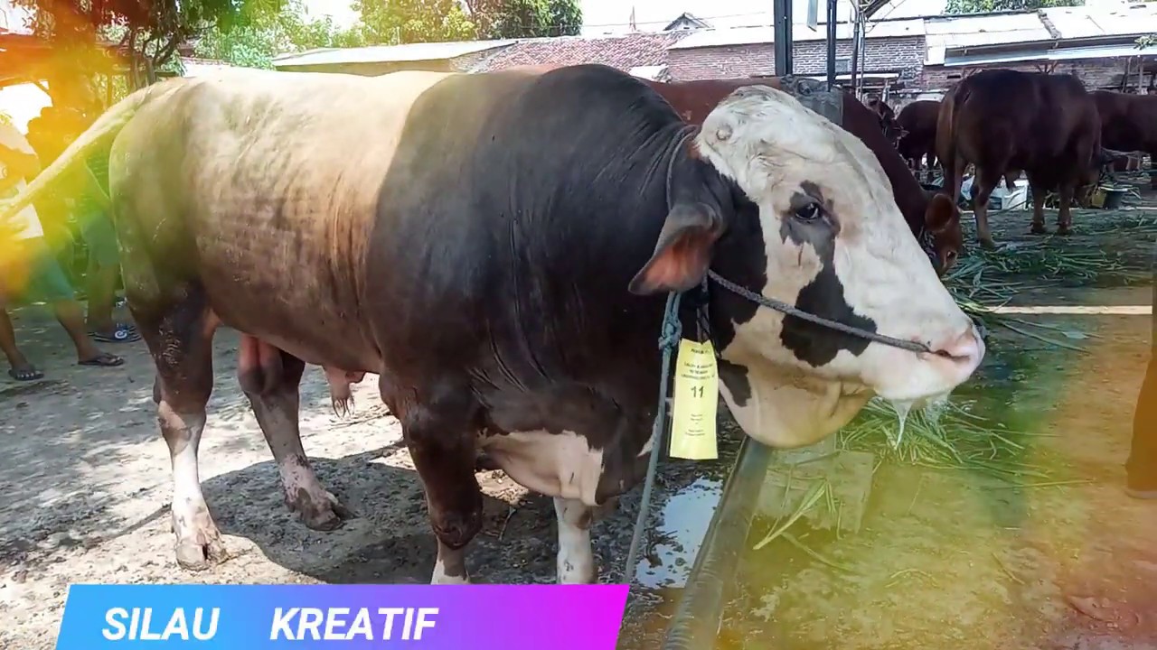 Broom white black cow Suns || barkly barca•standing√ - YouTube