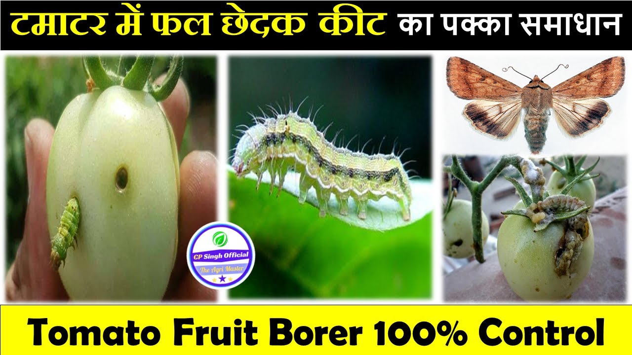 Tomato Fruit Borer 100% Control || टमाटर की फसल में फल छेदक कीट का ...