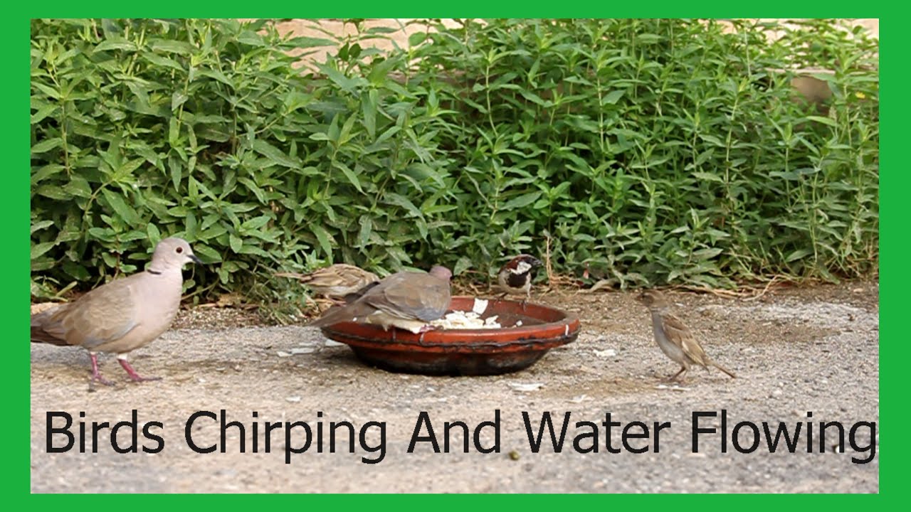 Birds Chirping And Water Flowing | Water Fall Sound | Birds Feeding ...