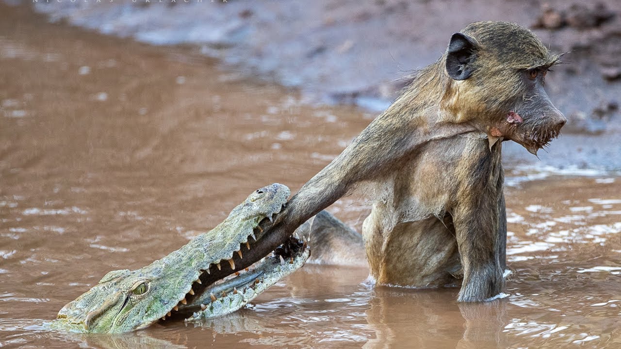Baboon Vs Croc - YouTube