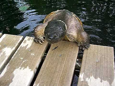 Snapping turtle tries to bite hand that feeds him! - YouTube