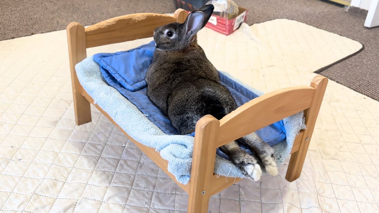 Funny Rabbit Sploot in Bed!🐰😄 - YouTube