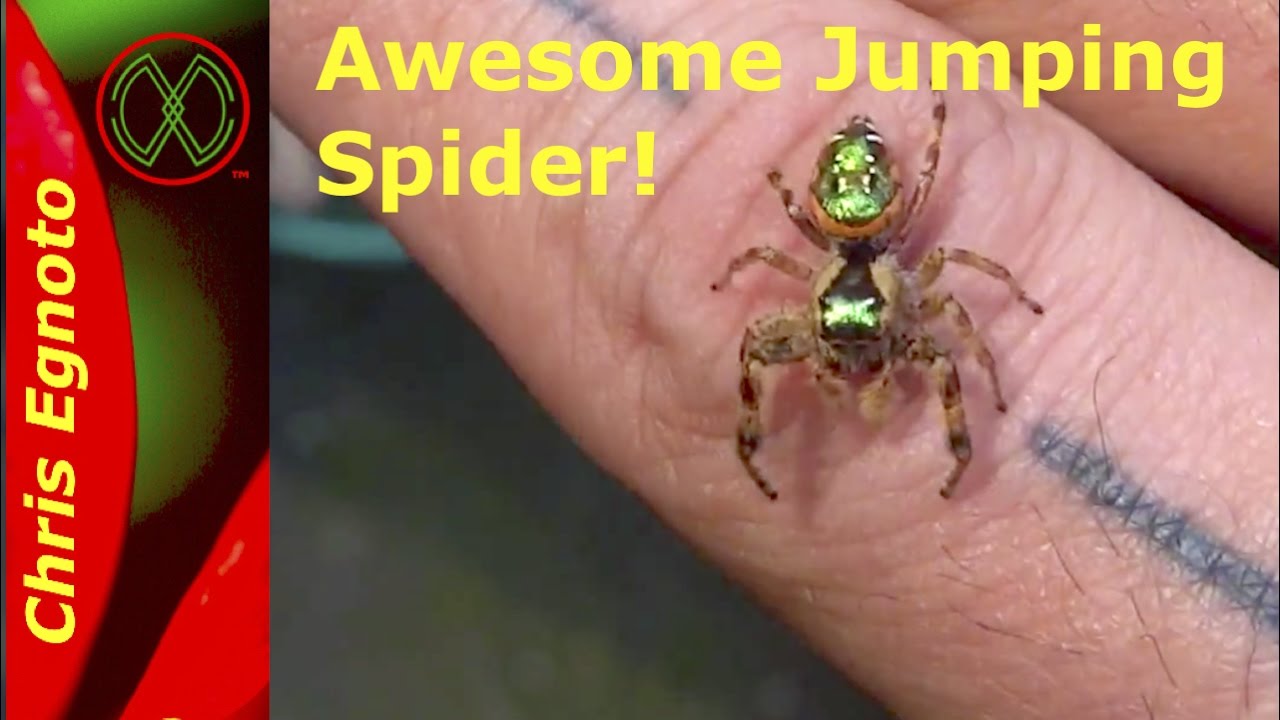 Metallic green jumping spider - YouTube