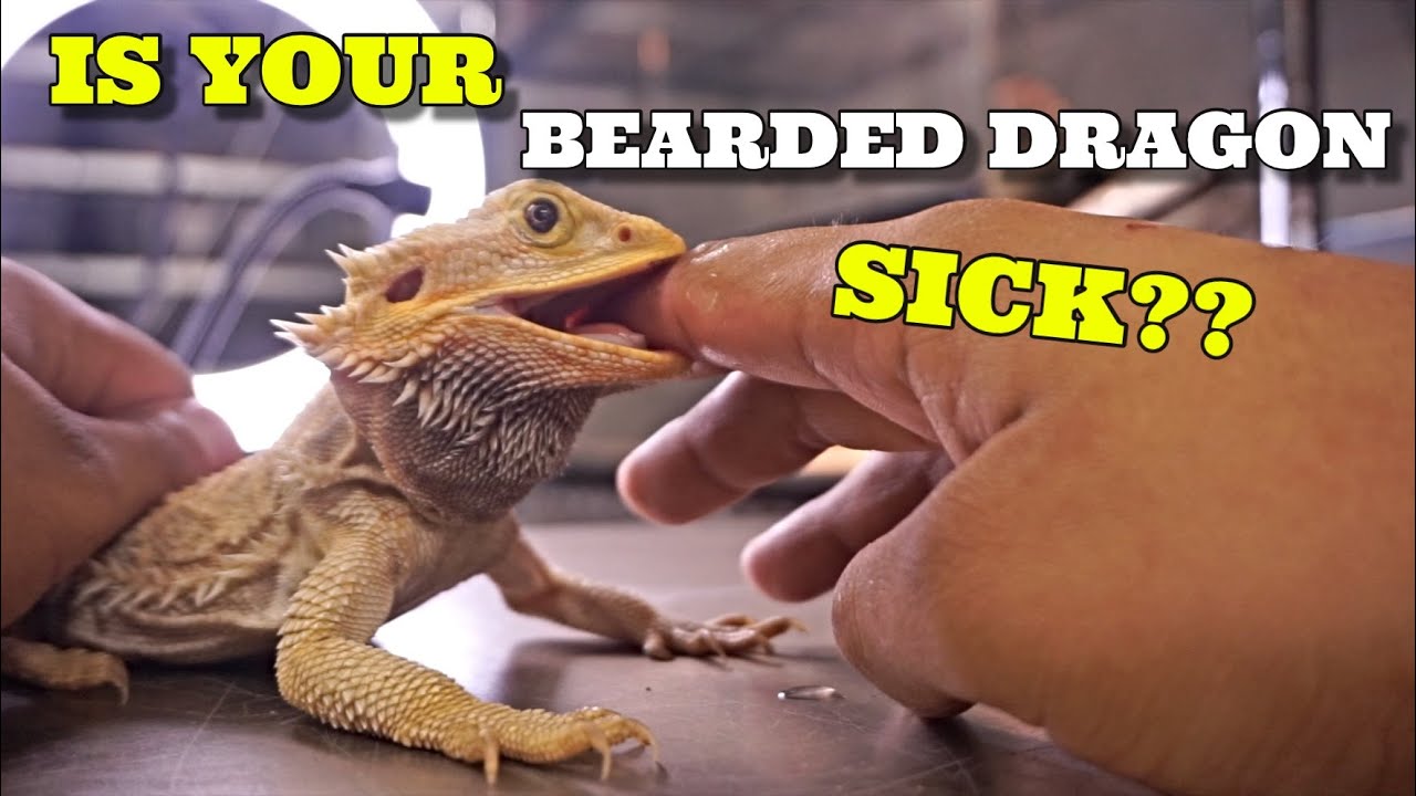 5 Signs Your Bearded Dragon Might Be Sick! Watch This Before Going To ...