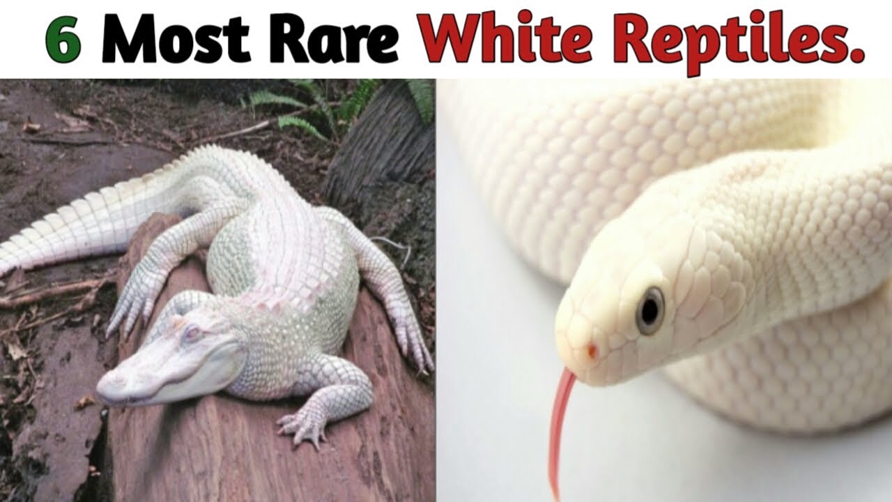 6 Most Rare White Reptiles In The World | Albino Reptiles | #Hawksinfo ...