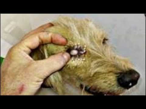 Removing Monster Mango worms From Helpless Dog! Animal Rescue Video ...