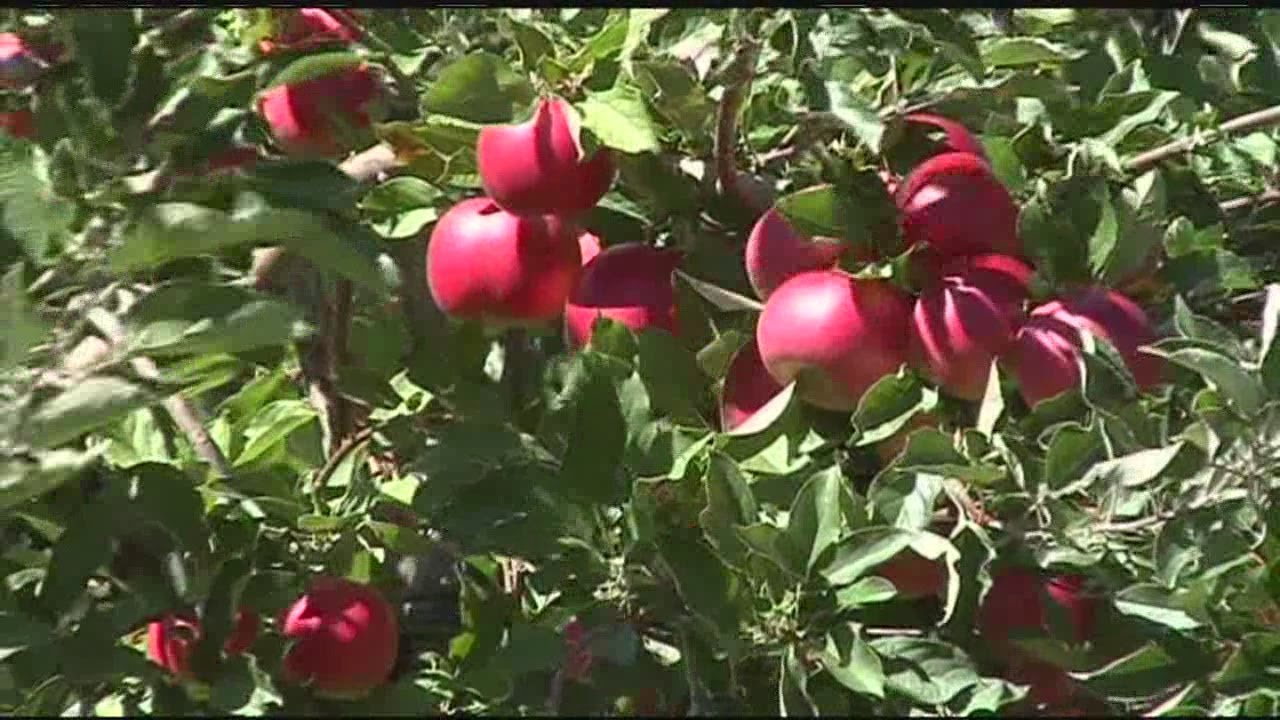Apple picking theft - YouTube