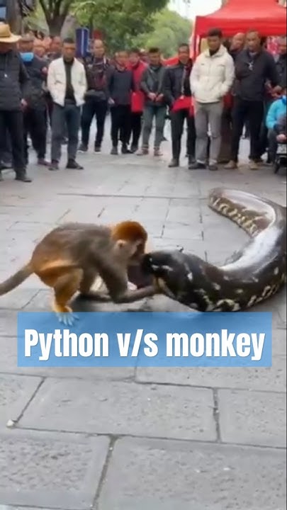 The monkey fought with the python, but everyone around just stood and ...