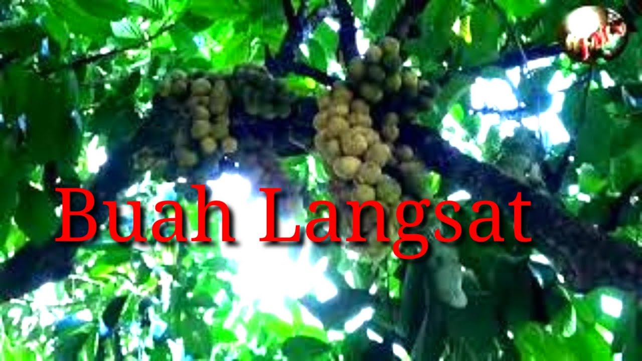 Buah Rasanya Asem Manis | Buah Langsat / Alam Sekitar - YouTube