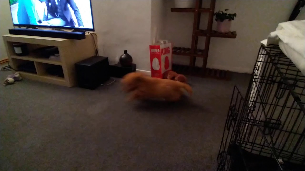 Cockapoo zoomies episode 2 - YouTube