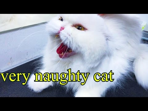 The Most Disobedient Cat in the World ! 😨🙀 - YouTube