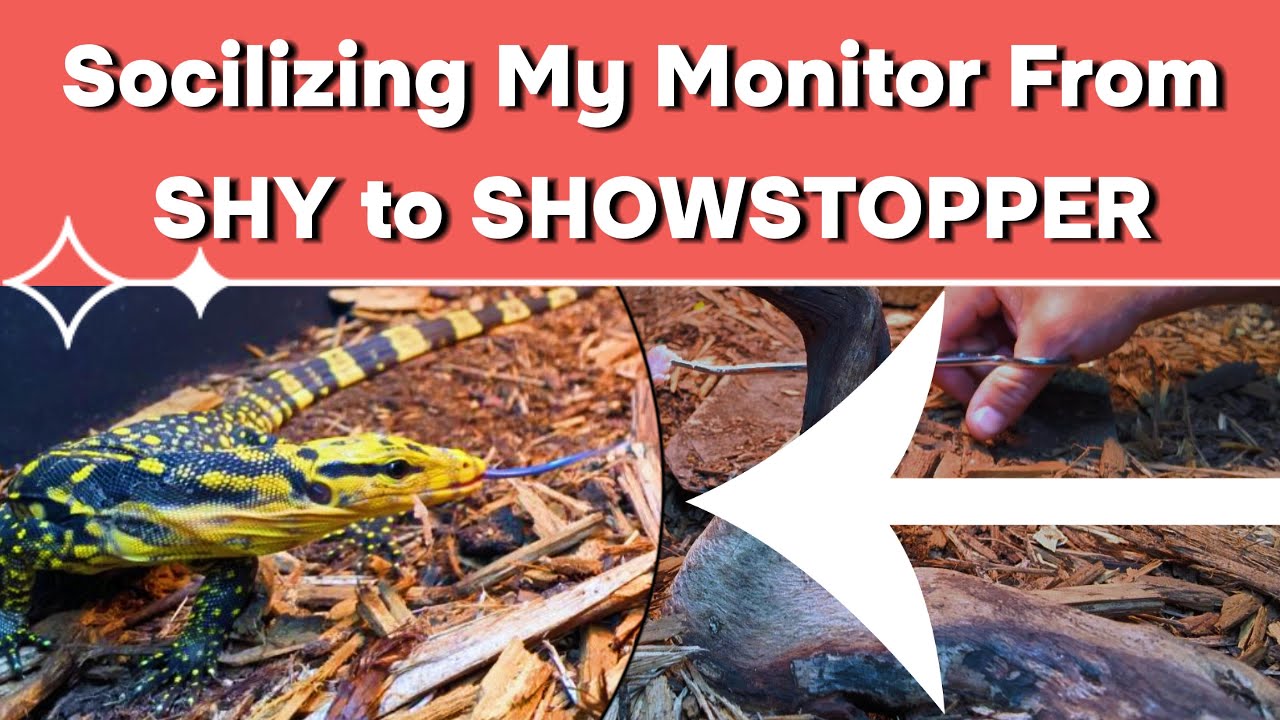 "From SHY to SHOWSTOPPER: I'm Socializing My Asian Water Monitor - YouTube