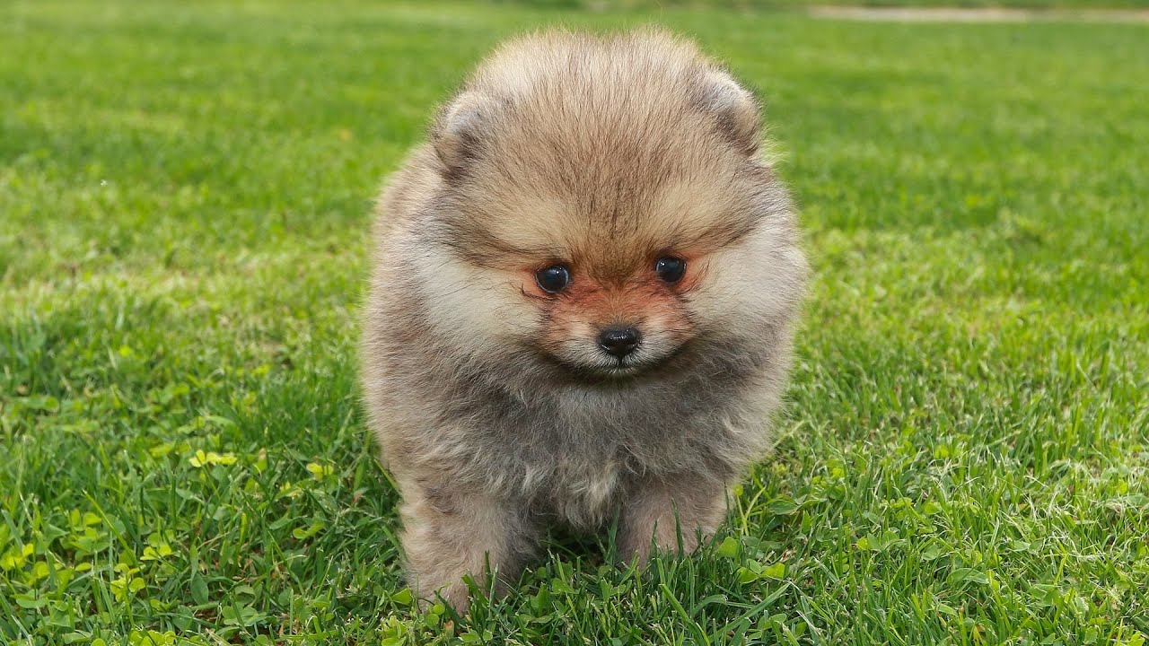 Małe psy – poznaj rasy małych psów! Sprawdź, jak wyglądają rasy małe i ...