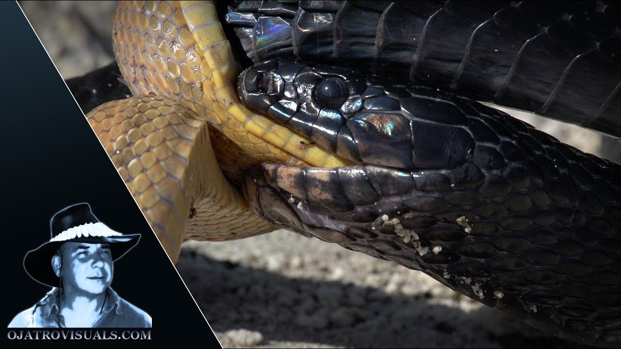 Indigo Eats Rat Snake 01 Footage - YouTube