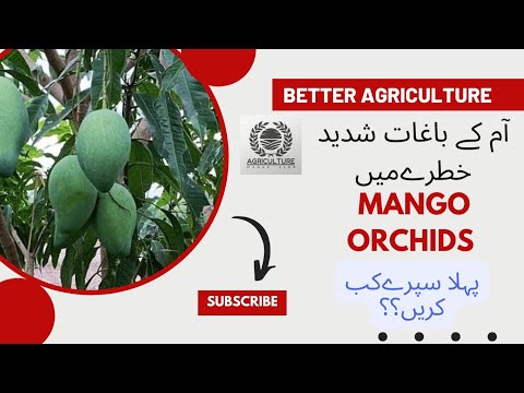 Application of spray in Mango orchid| Mango orchid| Crop Craze ...