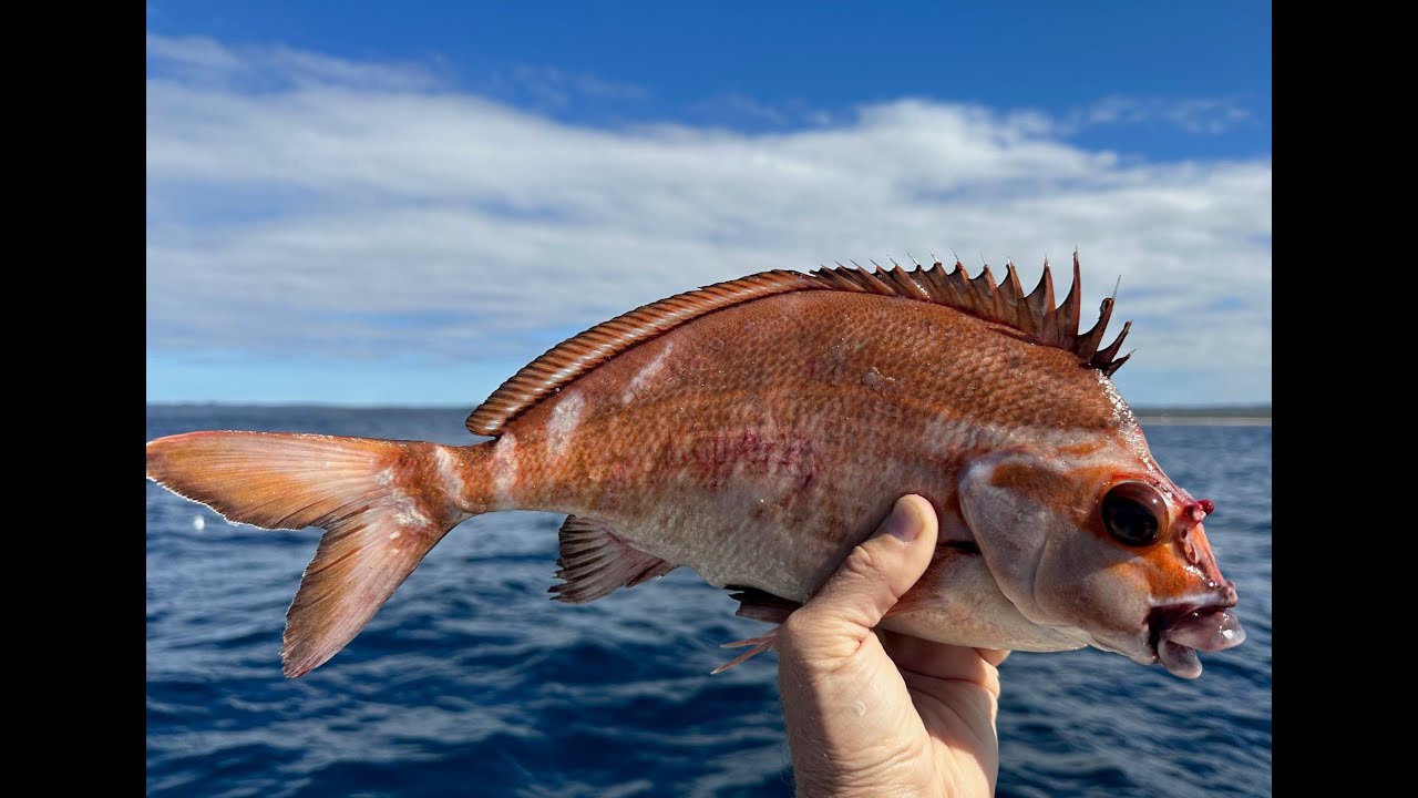Fishing Bermagui with actual local legends - YouTube