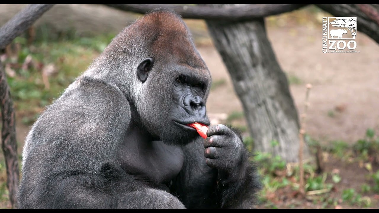 Pet Silverback Gorilla